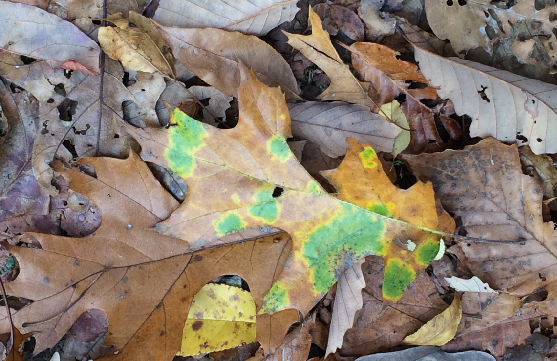 How to Treat Leaf Spots: A Gardener's Guide – Nora